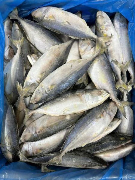 鲭鱼王和鲭鱼的区别_哪个更好吃-第1张图片-山城妙识