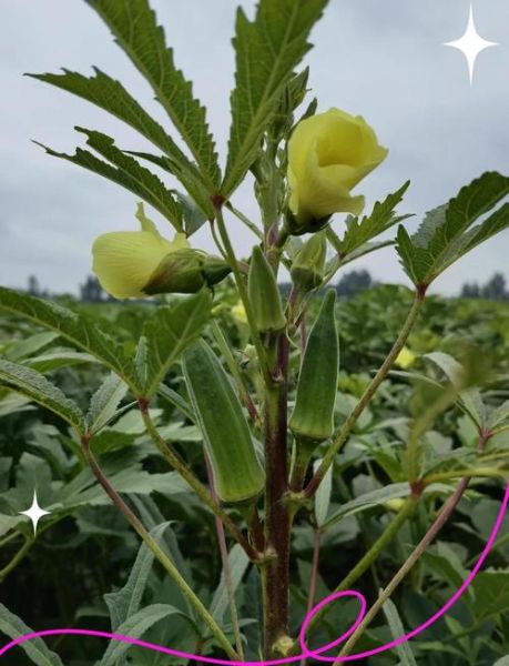 秋葵和韭菜哪个壮阳_秋葵壮阳还是韭菜壮阳-第3张图片-山城妙识