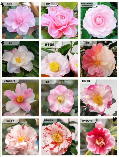 茶花图片大全大图真实_茶花品种高清图鉴-第1张图片-山城妙识 茶花图片大全大图真实_茶花品种高清图鉴-第1张图片-山城妙识