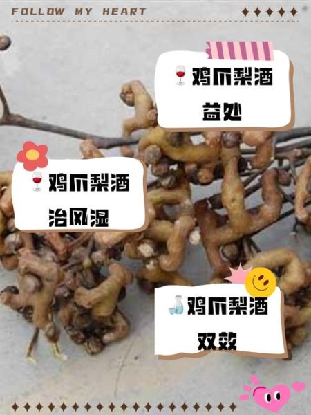 鸡爪梨酒的功效与作用_鸡爪梨酒怎么喝才有效-第1张图片-山城妙识