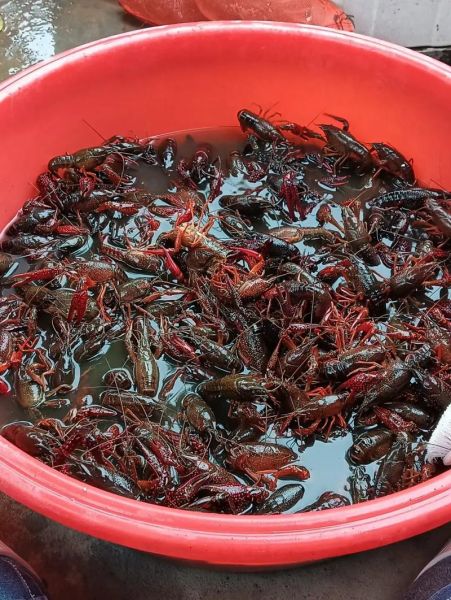 大龙虾怎么处理干净_大龙虾清洗步骤-第2张图片-山城妙识