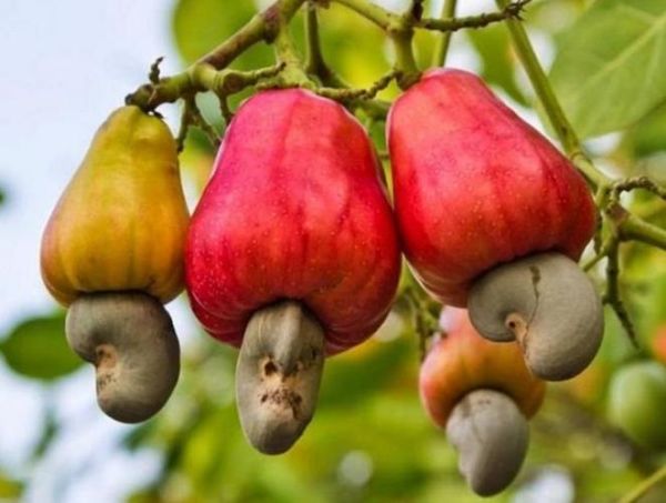 腰果树产地在哪里_腰果树适合什么气候-第2张图片-山城妙识 腰果树产地在哪里_腰果树适合什么气候-第2张图片-山城妙识