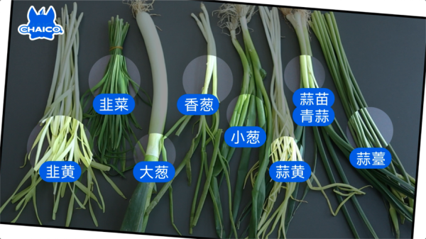 青蒜长什么样_青蒜和大蒜苗区别-第3张图片-山城妙识