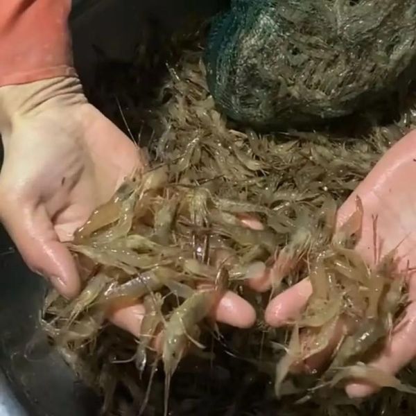 河虾怎么抓_抓河虾最简单的方法-第1张图片-山城妙识