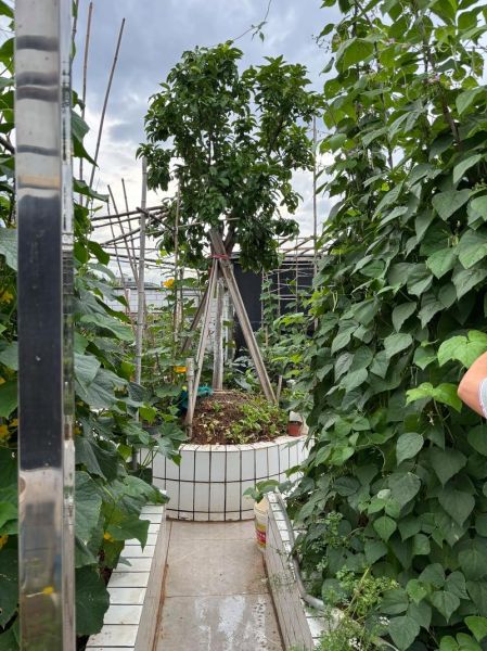 节瓜怎么种_节瓜种植时间和方法-第2张图片-山城妙识