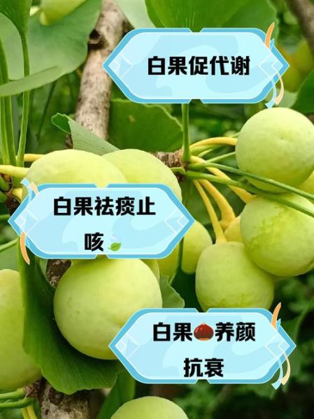 白果怎么吃最养生_白果的药用价值有哪些-第1张图片-山城妙识 白果怎么吃最养生_白果的药用价值有哪些-第1张图片-山城妙识