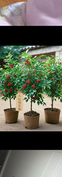 花椒树苗怎么选_花椒树苗多少钱一棵-第2张图片-山城妙识