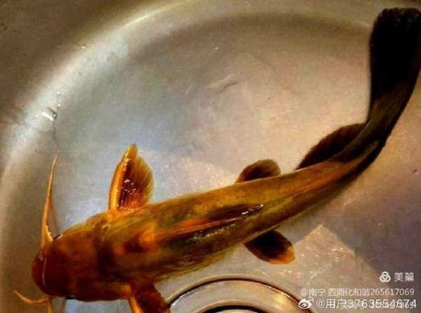 黄颡鱼和黄骨鱼的区别_哪个更好吃-第3张图片-山城妙识