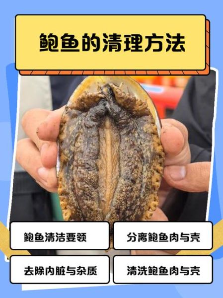 鲍鱼怎么清洗内脏_鲍鱼内脏清理图解-第2张图片-山城妙识