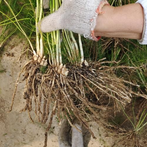 芦笋植萃骗局是真的吗_如何辨别真假-第3张图片-山城妙识