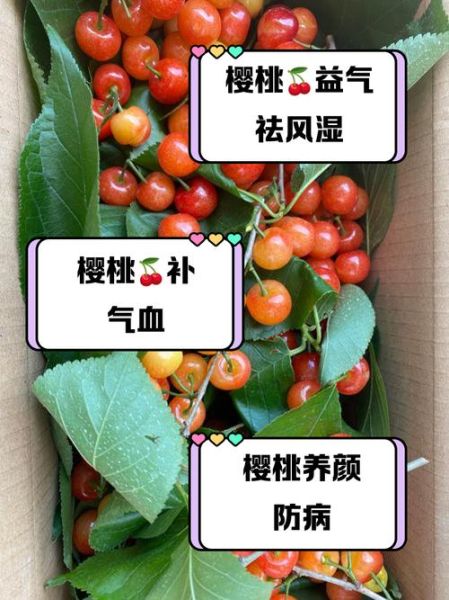 樱桃是热性还是凉性_吃樱桃会上火吗-第1张图片-山城妙识