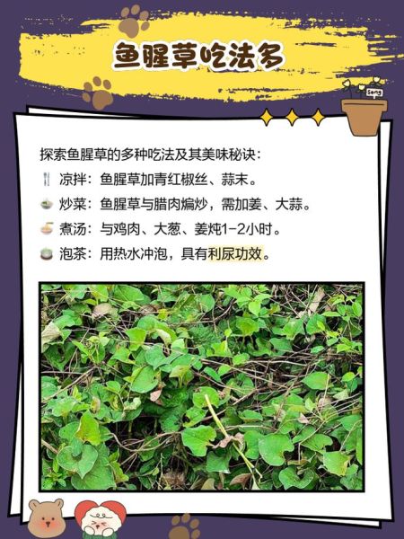 鱼腥草根的功效与作用_鱼腥草根怎么吃效果最好-第2张图片-山城妙识 鱼腥草根的功效与作用_鱼腥草根怎么吃效果最好-第2张图片-山城妙识