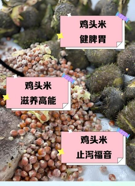 鸡头米适合什么人吃_鸡头米什么人不能吃-第1张图片-山城妙识 鸡头米适合什么人吃_鸡头米什么人不能吃-第1张图片-山城妙识