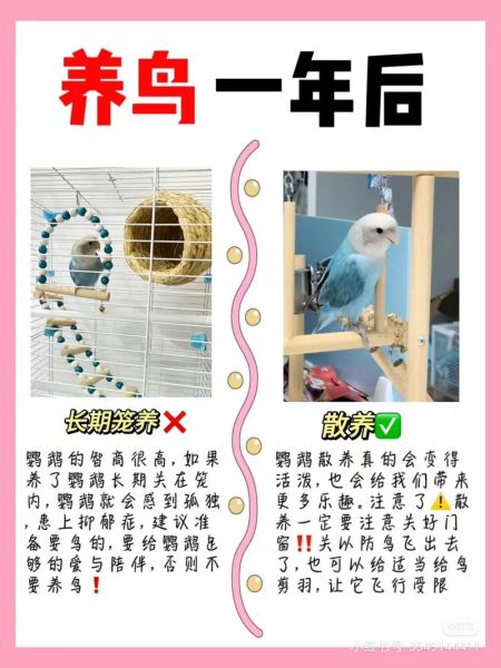 鹦鹉怎么养_鹦鹉吃什么-第2张图片-山城妙识 鹦鹉怎么养_鹦鹉吃什么-第2张图片-山城妙识