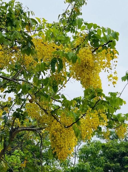 香肠树app怎么赚钱_香肠树app靠谱吗-第3张图片-山城妙识