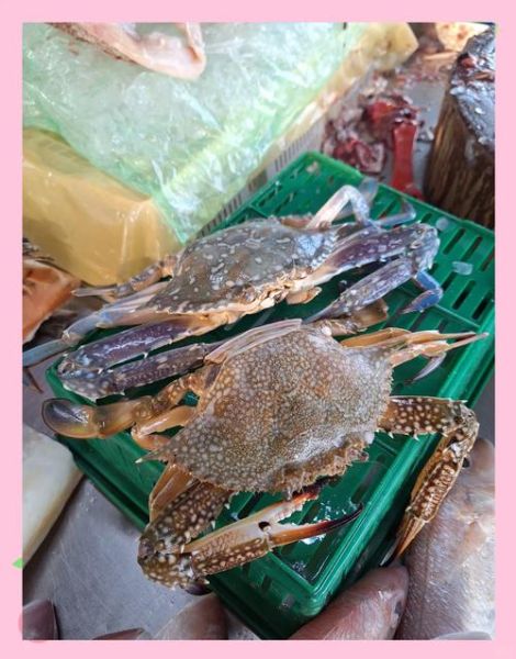 花蟹死了多久不能吃_如何判断花蟹是否变质-第1张图片-山城妙识