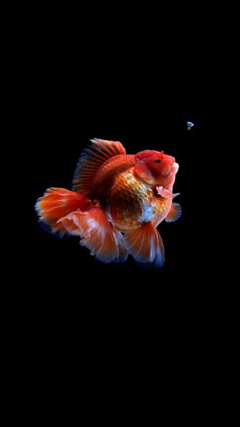 金鱼图片高清_怎么拍-第1张图片-山城妙识