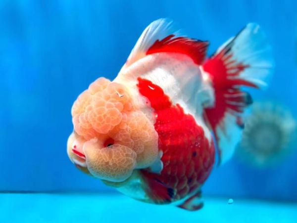 金鱼图片高清_怎么拍-第3张图片-山城妙识