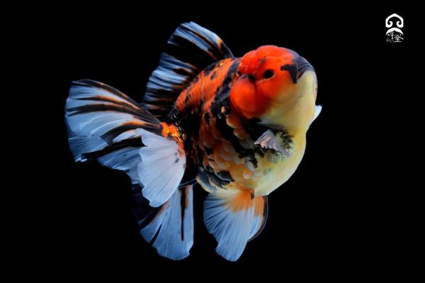 金鱼图片高清_怎么拍-第2张图片-山城妙识