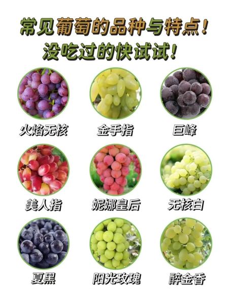 葡萄怎么吃最好吃_葡萄的100种吃法-第2张图片-山城妙识