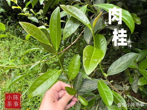 肉桂图片怎么拍好看_肉桂图片拍摄技巧-第2张图片-山城妙识