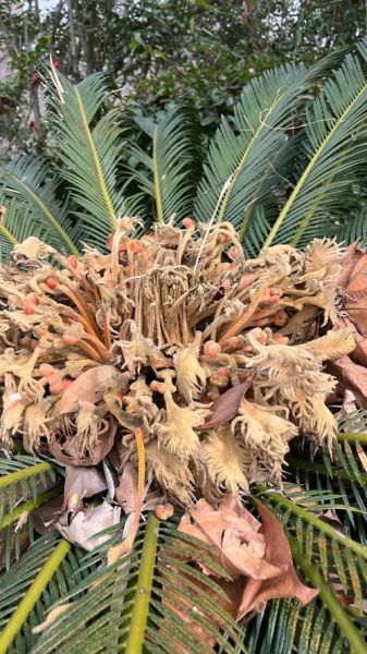 凤凰蛋怎么做_凤凰蛋的做法窍门-第1张图片-山城妙识