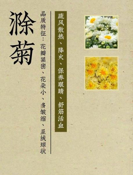 菊花茶种类有哪些_菊花茶功效与作用-第2张图片-山城妙识
