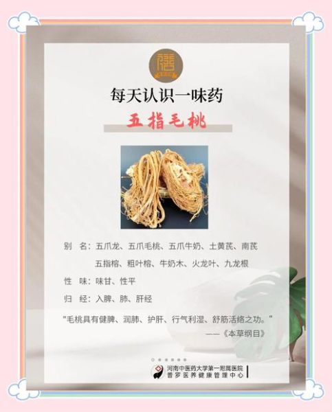 五指毛桃的功效与作用_五指毛桃怎么吃最好-第2张图片-山城妙识