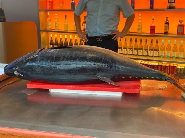 野生金枪鱼多少钱一斤_野生金枪鱼价格影响因素-第2张图片-山城妙识