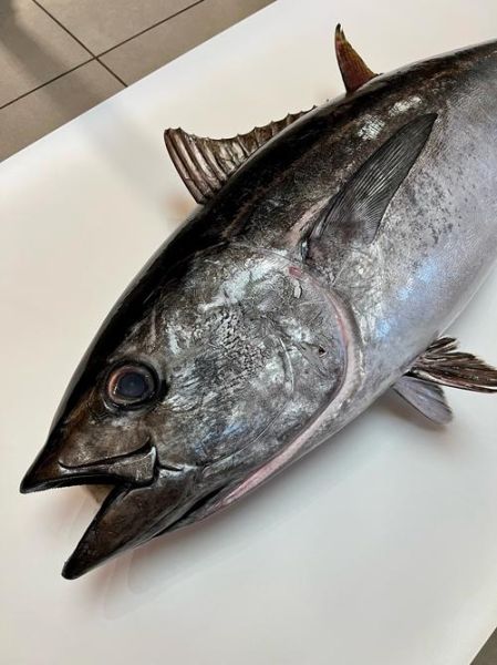野生金枪鱼多少钱一斤_野生金枪鱼价格影响因素-第1张图片-山城妙识