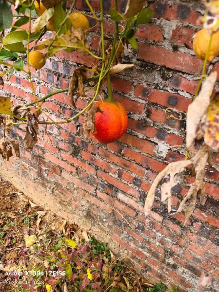 木鳖果怎么吃_木鳖果的正确吃法-第1张图片-山城妙识 木鳖果怎么吃_木鳖果的正确吃法-第1张图片-山城妙识