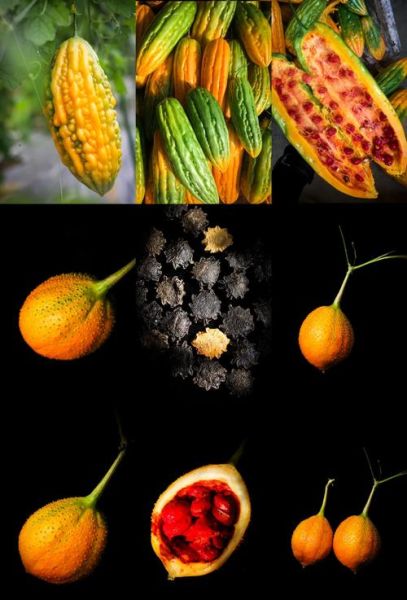 木鳖果怎么吃_木鳖果的正确吃法-第3张图片-山城妙识 木鳖果怎么吃_木鳖果的正确吃法-第3张图片-山城妙识