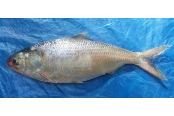 鲥鱼图片是什么鱼_鲥鱼长什么样-第2张图片-山城妙识