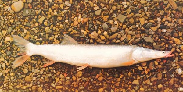 鲥鱼图片是什么鱼_鲥鱼长什么样-第1张图片-山城妙识