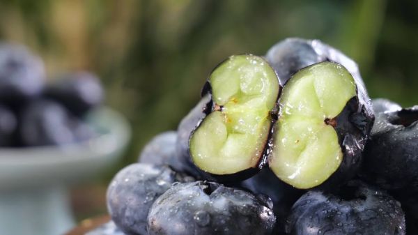 蓝莓视频官网怎么下载_蓝莓视频官网打不开怎么办-第1张图片-山城妙识