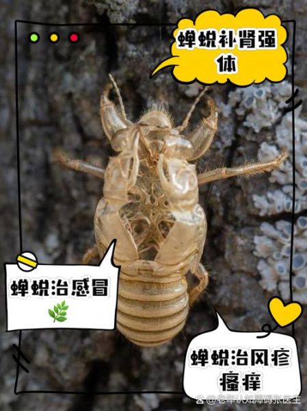 蝉蜕的功效与作用及禁忌_蝉蜕副作用有哪些-第2张图片-山城妙识