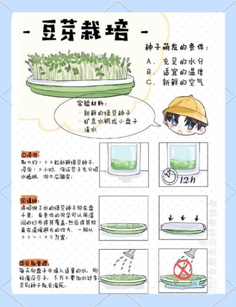 豆芽怎么种_豆芽几天发芽-第2张图片-山城妙识