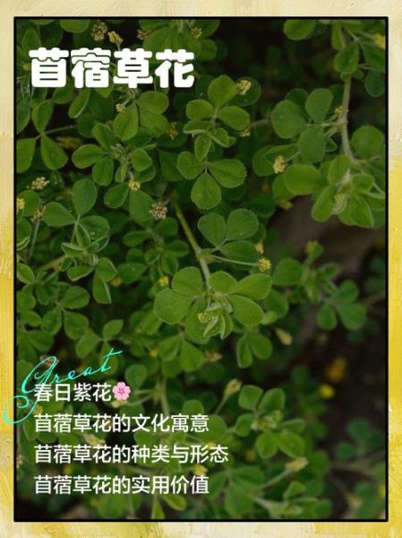 苜蓿花花语是什么_苜蓿草代表什么含义-第3张图片-山城妙识