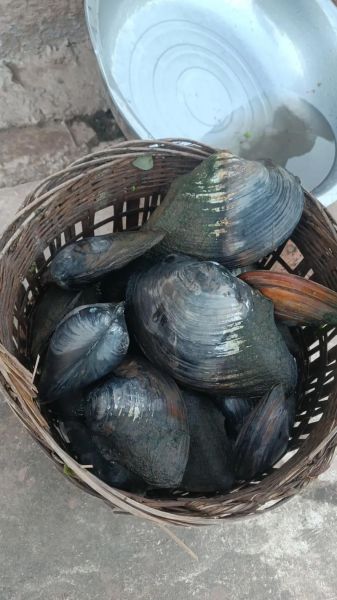 小河蚌怎么吃_小河蚌做法图解-第3张图片-山城妙识