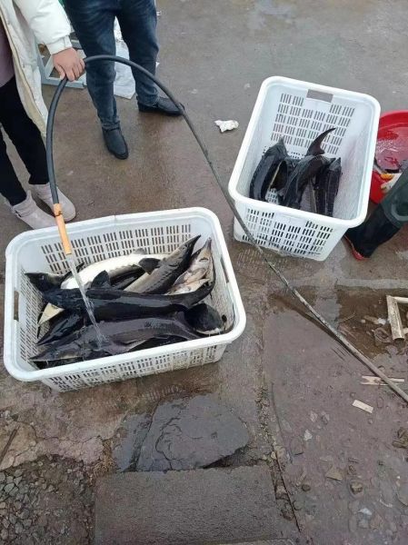 中国鲟多少钱一斤_中国鲟养殖方法-第1张图片-山城妙识