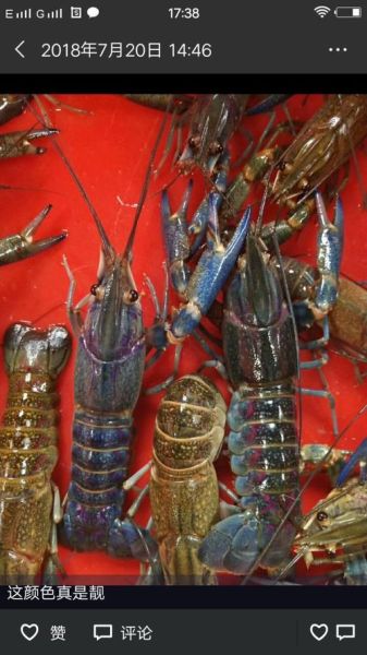 澳洲淡水小龙虾多少钱一斤_怎么挑最新行情-第3张图片-山城妙识