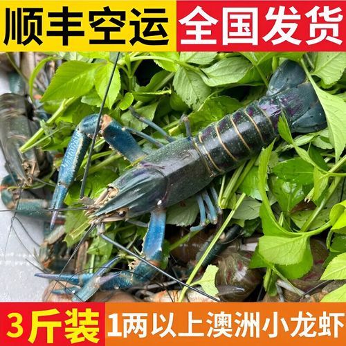 澳洲淡水小龙虾多少钱一斤_怎么挑最新行情-第1张图片-山城妙识