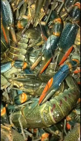 澳洲淡水小龙虾多少钱一斤_怎么挑最新行情-第2张图片-山城妙识