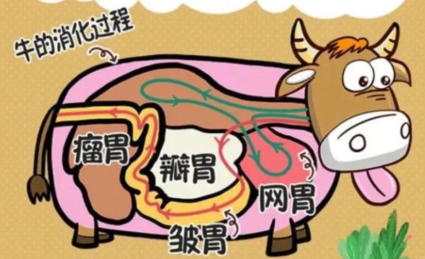 牛百叶和毛肚的区别_哪个更好吃-第2张图片-山城妙识