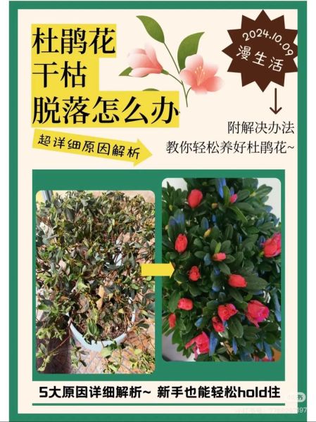 杜鹃花怎么养_杜鹃花为什么不开花-第2张图片-山城妙识