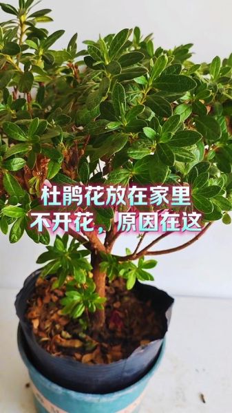 杜鹃花怎么养_杜鹃花为什么不开花-第3张图片-山城妙识
