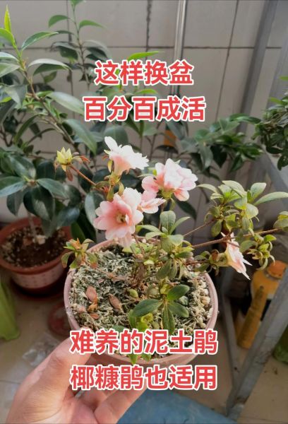 杜鹃花怎么养_杜鹃花为什么不开花-第1张图片-山城妙识