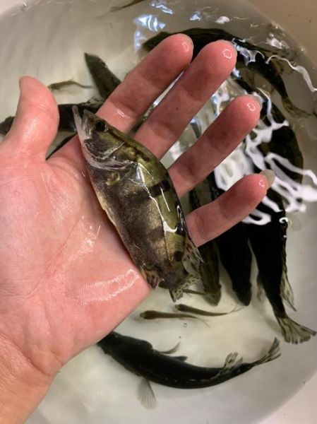 桂鱼鱼苗多少钱一斤_桂鱼苗批发价格行情-第1张图片-山城妙识