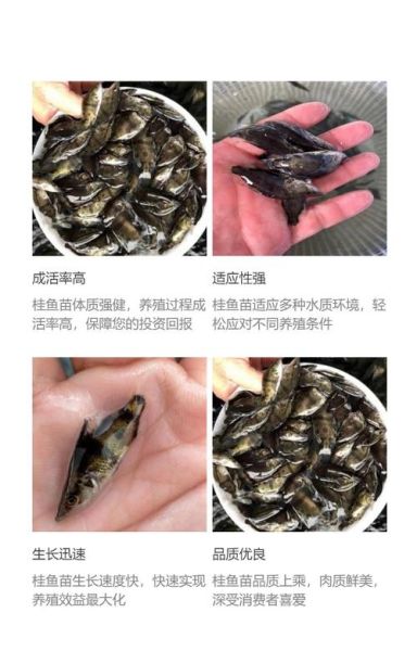 桂鱼鱼苗多少钱一斤_桂鱼苗批发价格行情-第3张图片-山城妙识