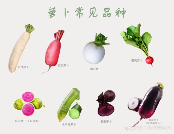 萝卜品种大全图片_常见萝卜种类有哪些-第2张图片-山城妙识